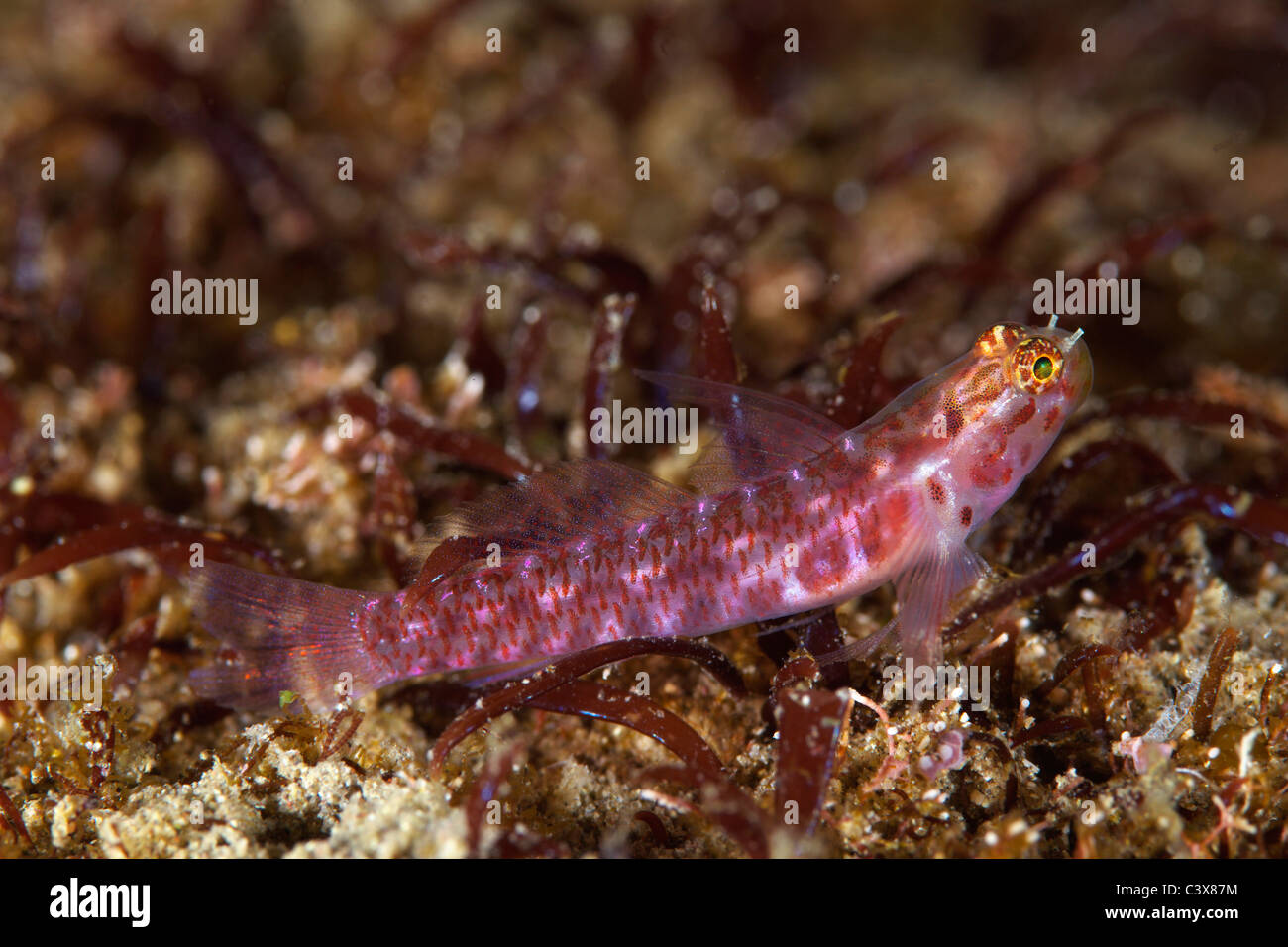 Fish goby hi-res stock photography and images - Alamy