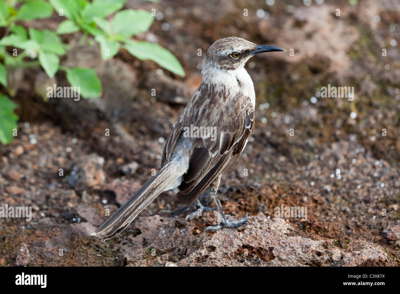 Tower island mockingbird hi-res stock photography and images - Alamy