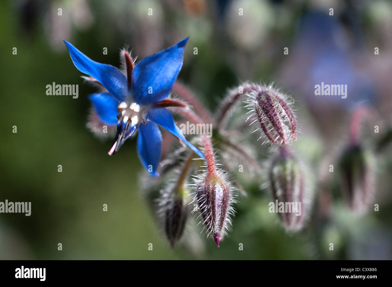 borage flower Borago officinalis also known as starflower Stock Photo ...