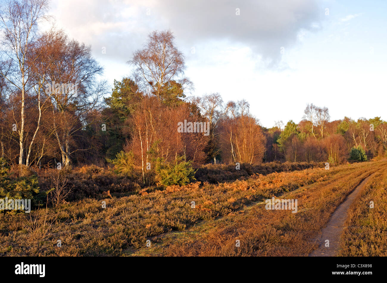 Woodland, Sutton Heath, Suffolk, England Stock Photo - Alamy