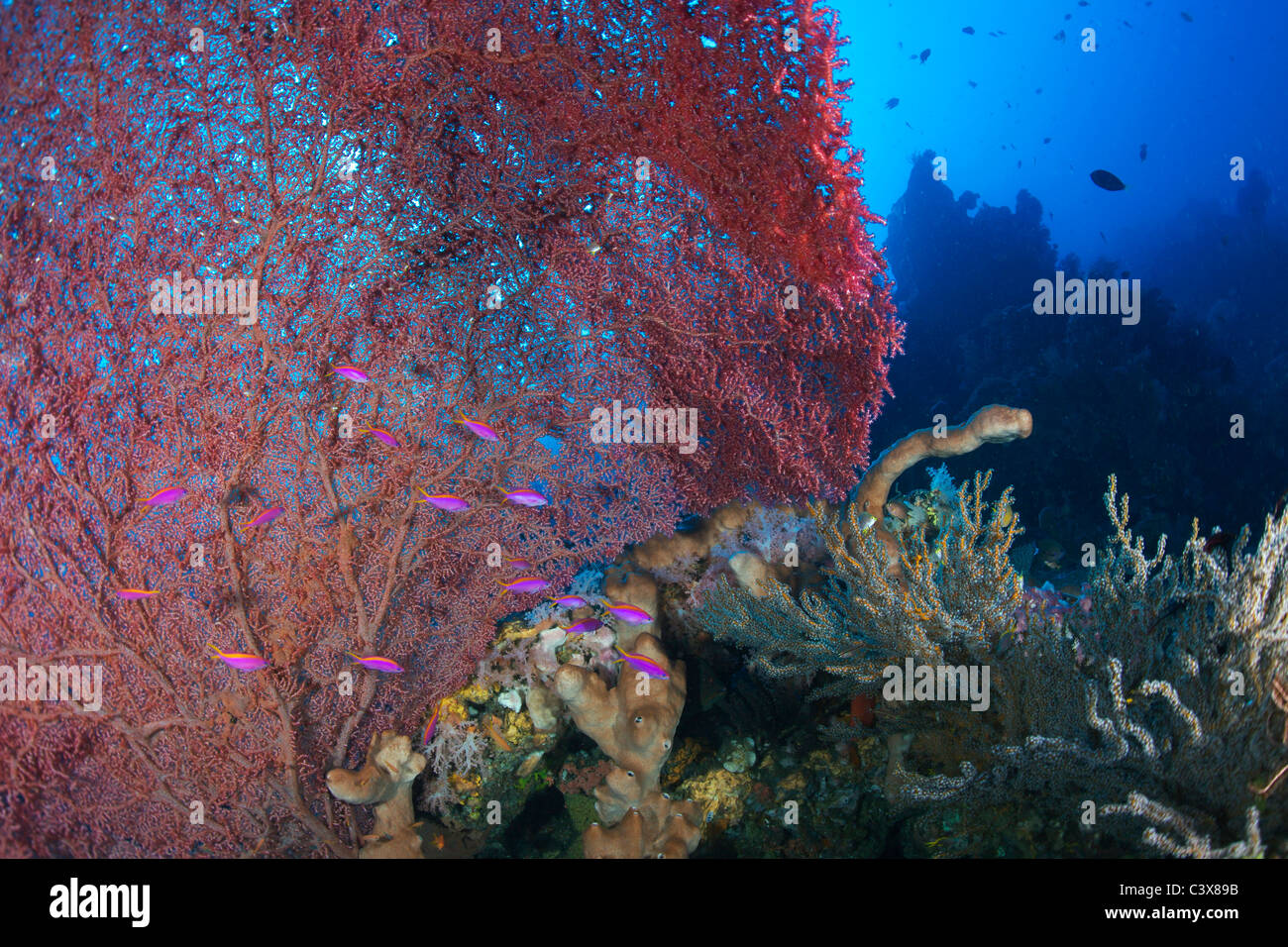 Red sea anthias pseudanthias hi-res stock photography and images - Alamy