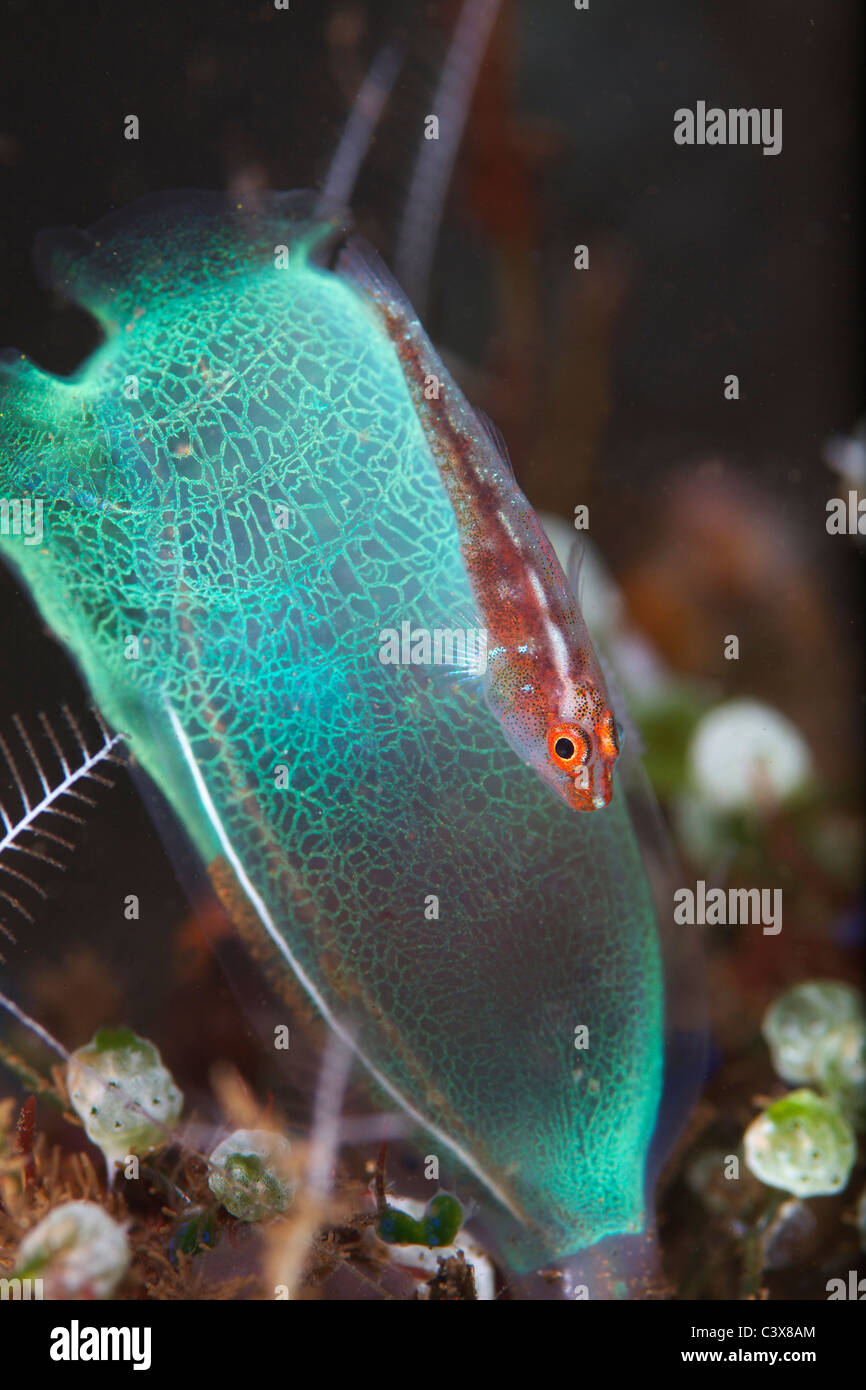 Common Ghost Goby Stock Photo - Alamy