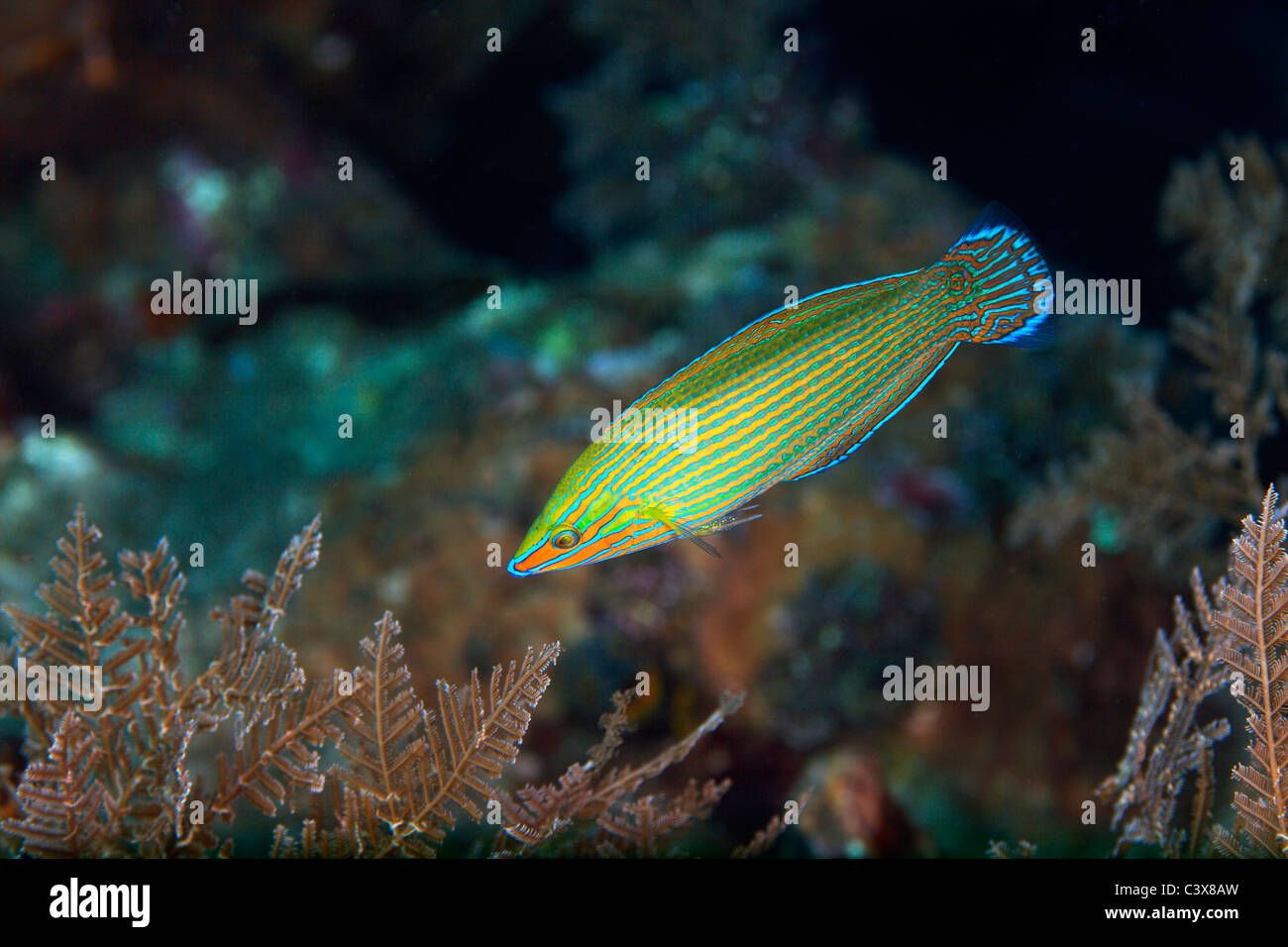 Richmonds hi-res stock photography and images - Alamy