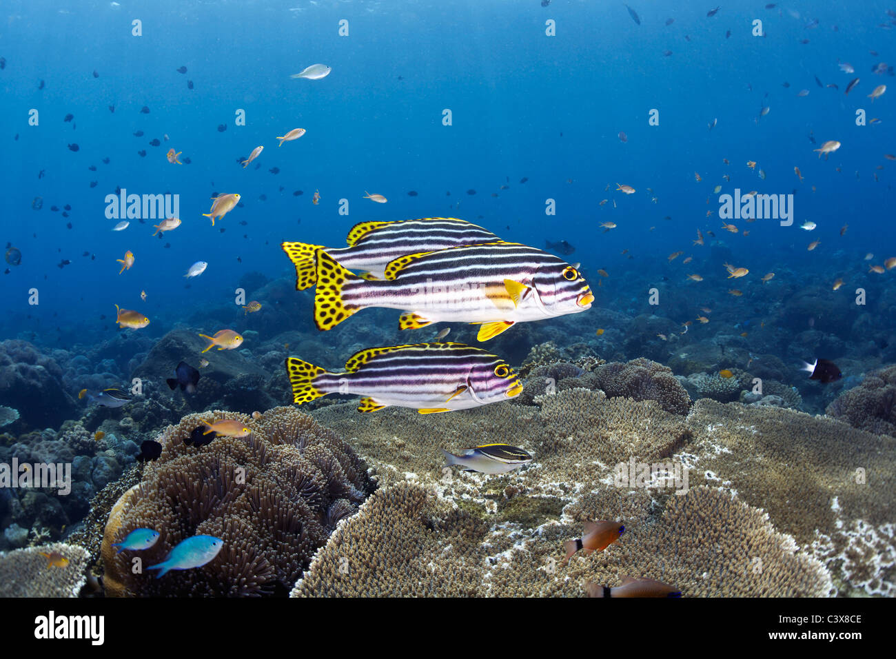 Sweetlip hi-res stock photography and images - Alamy