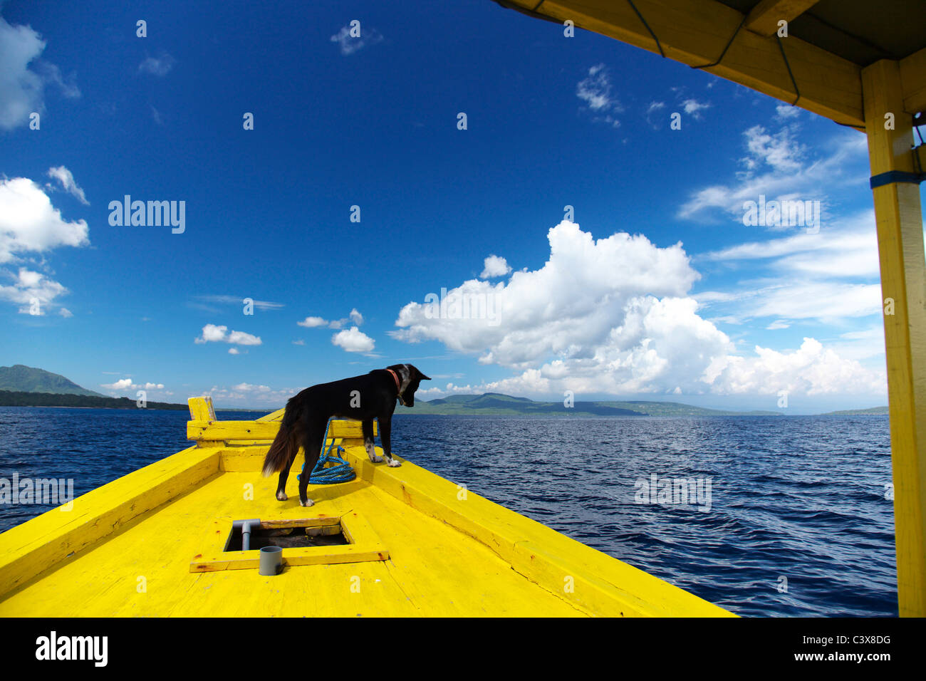 Dog on Boat Stock Photo - Alamy