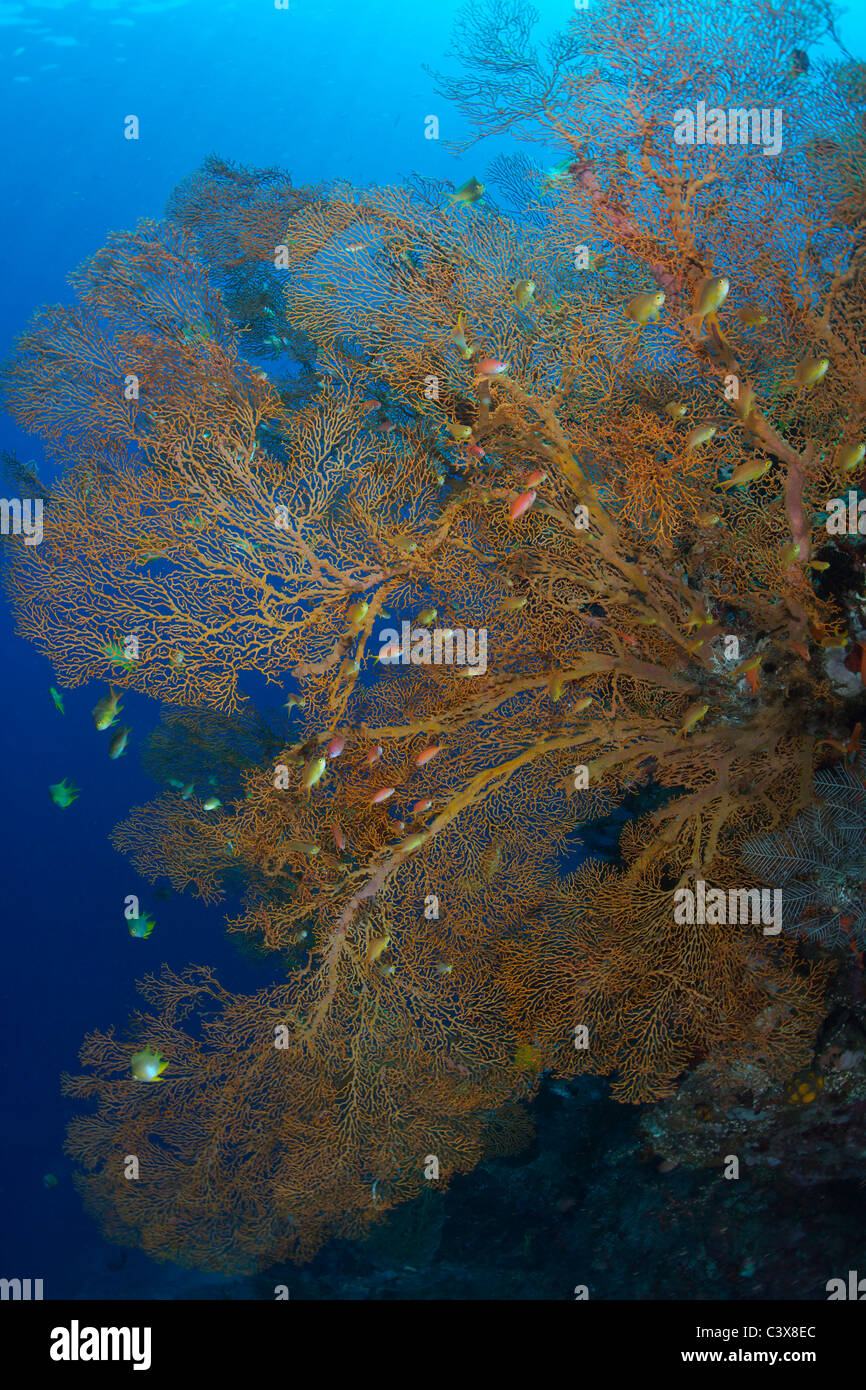 Melithaea hi-res stock photography and images - Alamy