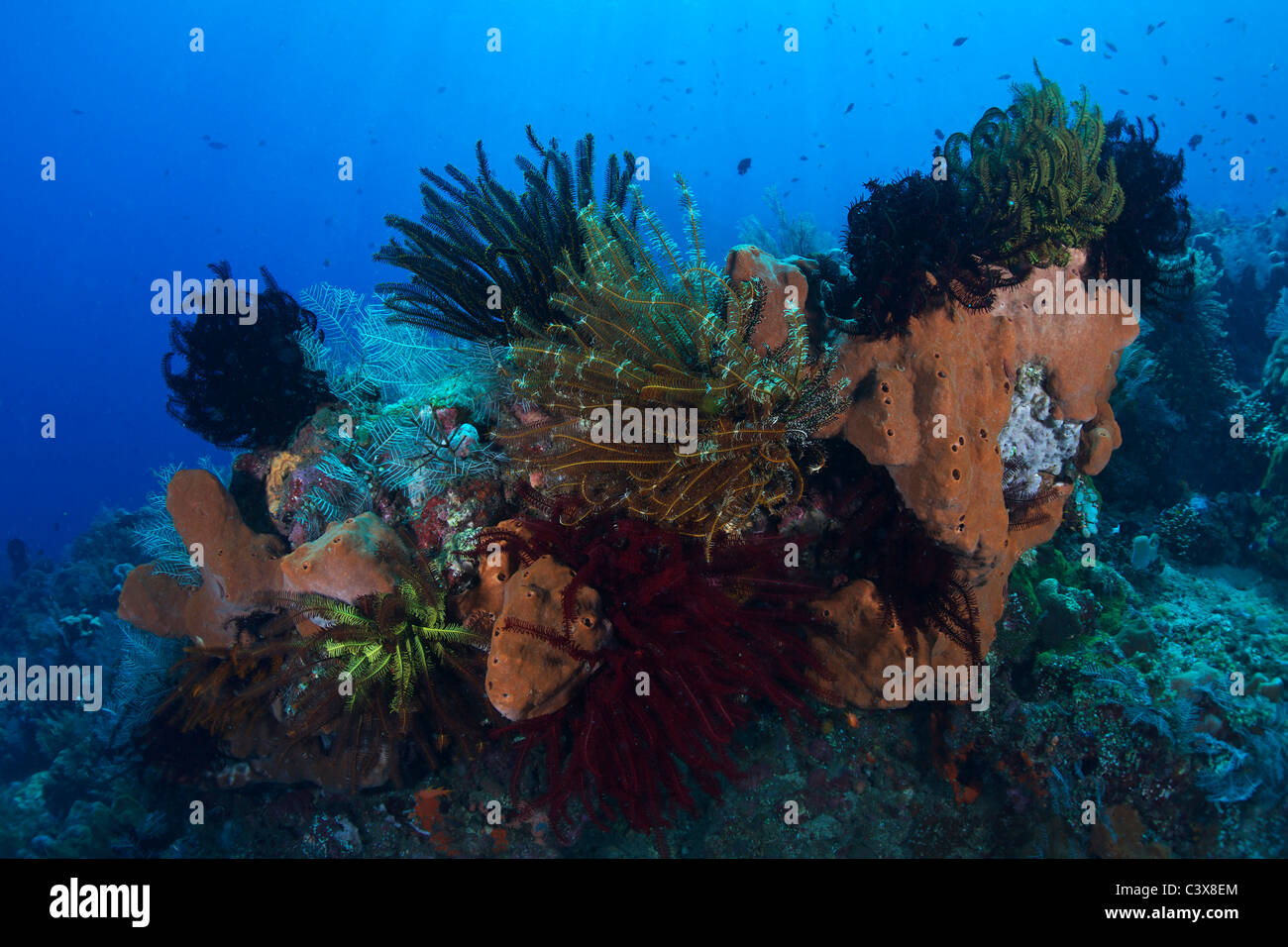 Crinoid rock hi-res stock photography and images - Alamy
