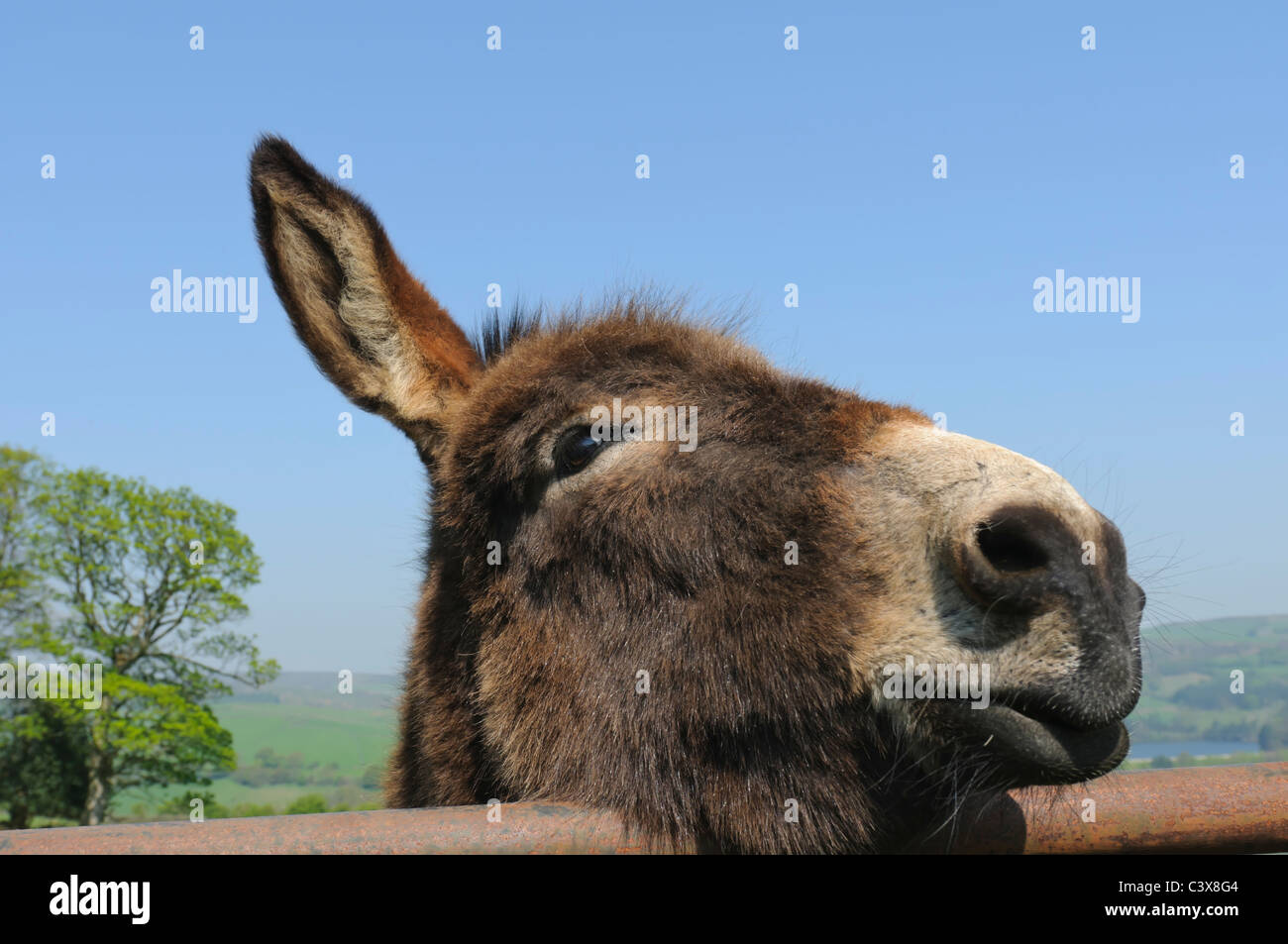 Donkey looking over gate in Bradfield Dale Peak District National Park ...