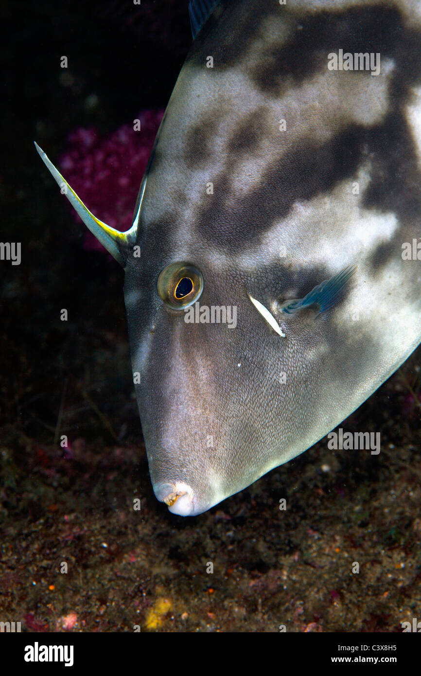 Black marine japan hi-res stock photography and images - Alamy