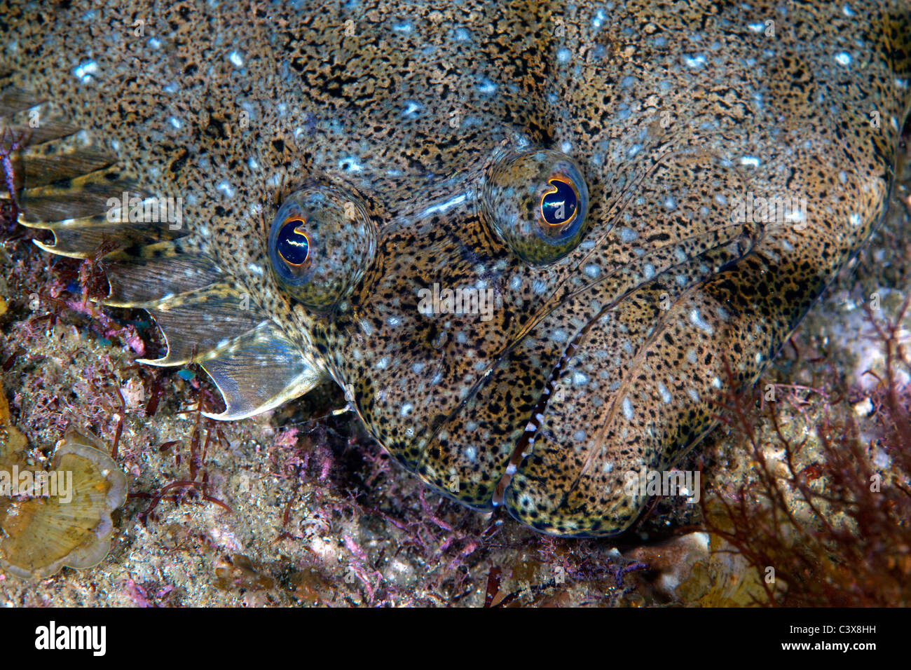 Close Up of Flounder Stock Photo - Alamy