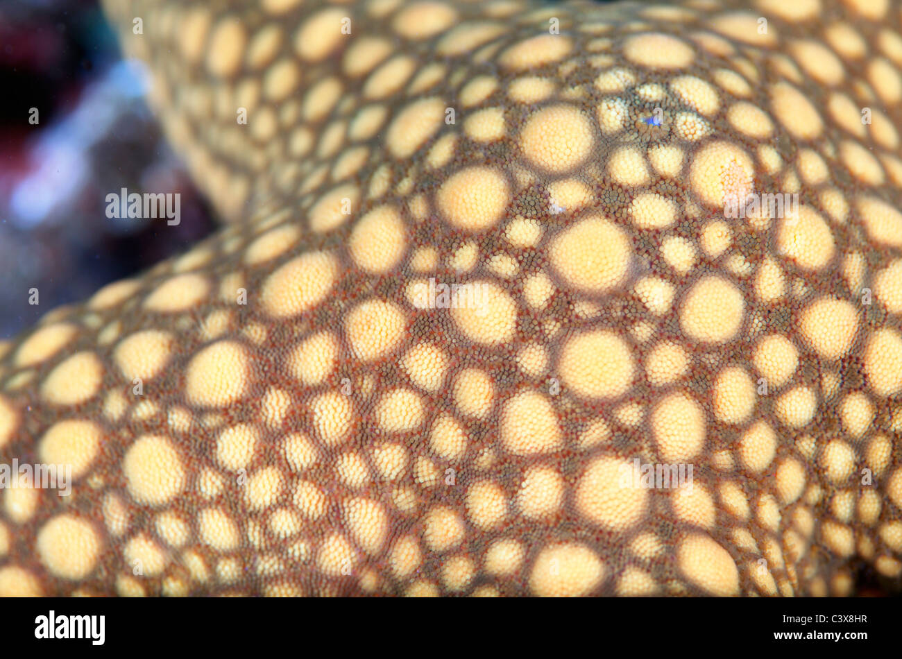 Indian sea star fromia indica hi-res stock photography and images - Alamy