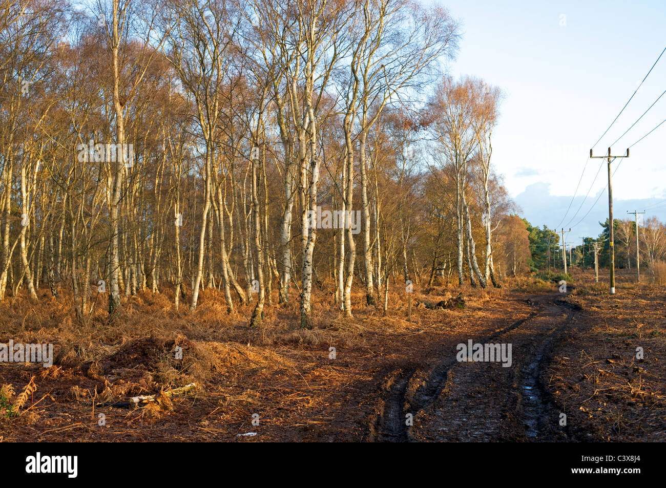 Woodland, Sutton Heath, Suffolk, England Stock Photo - Alamy