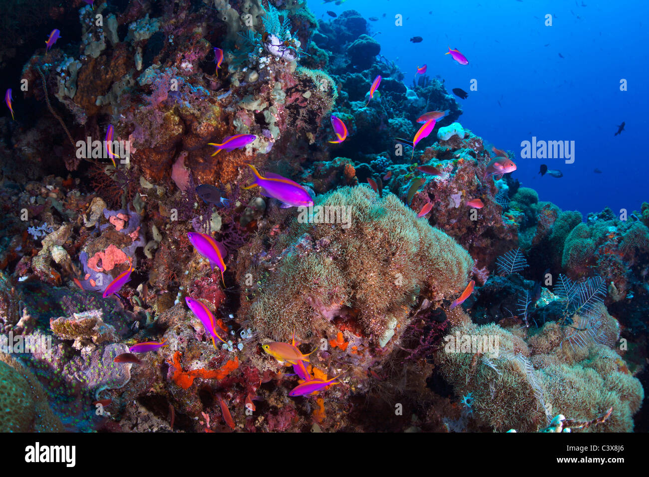Princess anthias pseudanthias smithvanizi hi-res stock photography and ...
