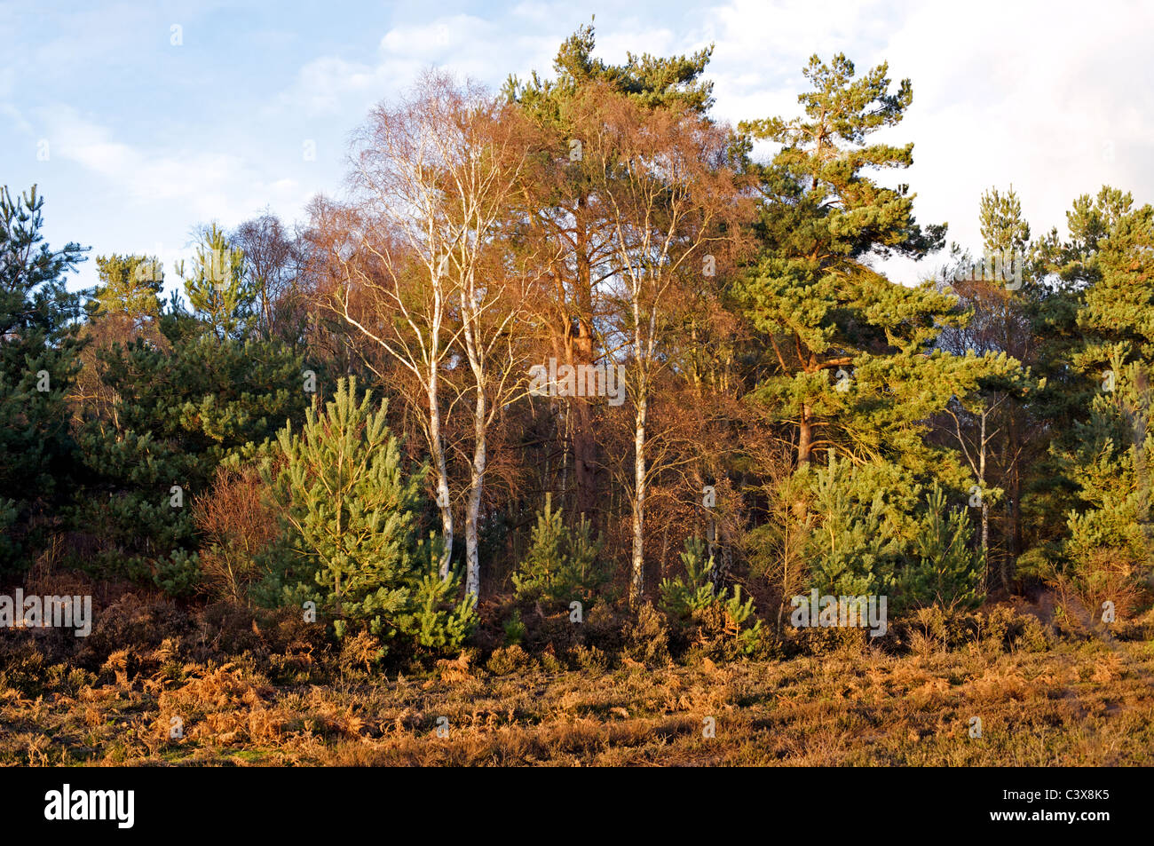 Woodland, Sutton Heath, Suffolk, England Stock Photo - Alamy