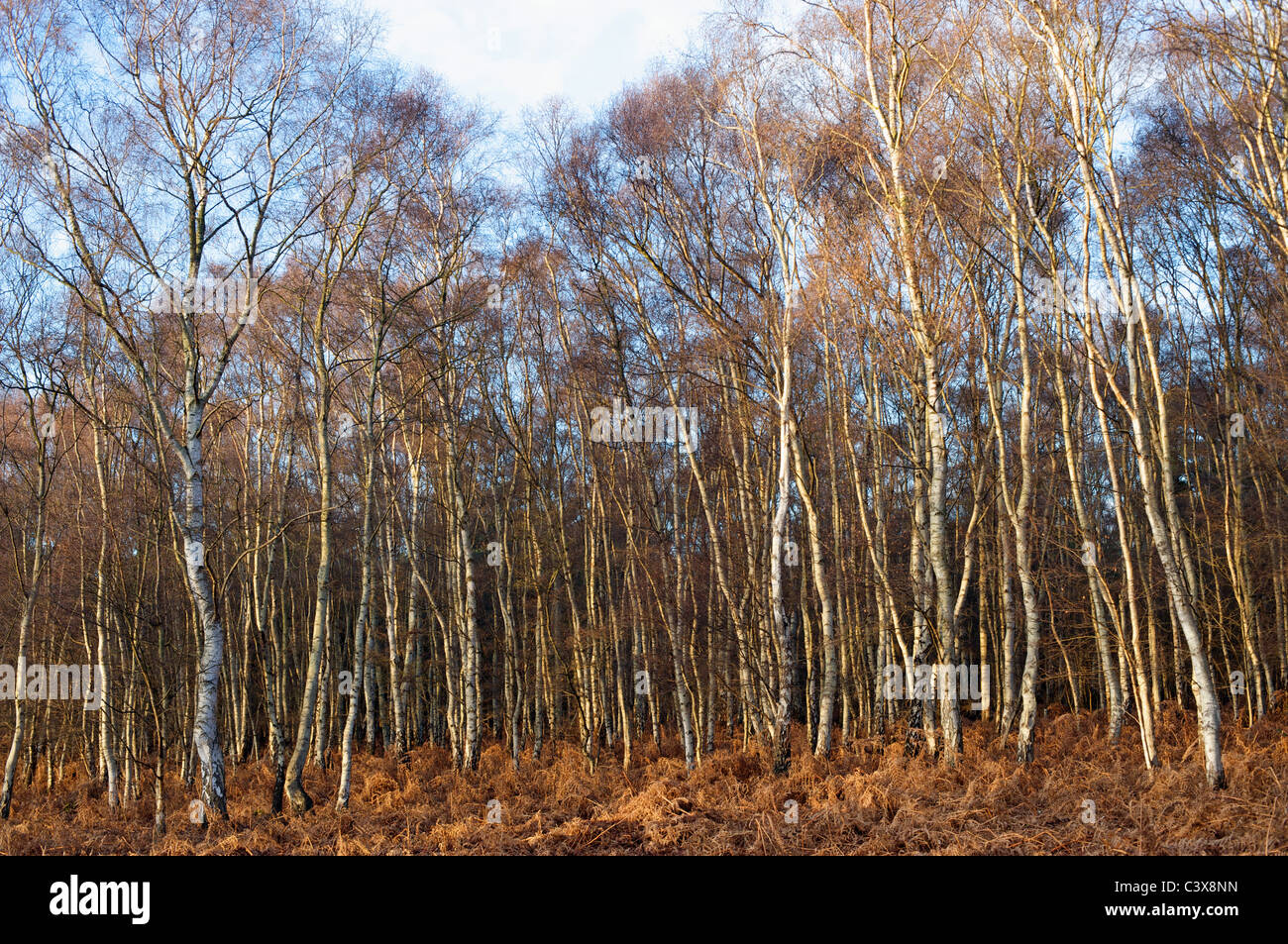 Woodland, Sutton Heath, Suffolk, England Stock Photo - Alamy