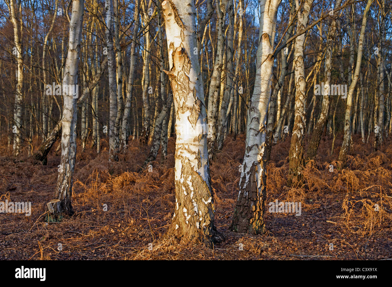 Woodland, Sutton Heath, Suffolk, England Stock Photo - Alamy