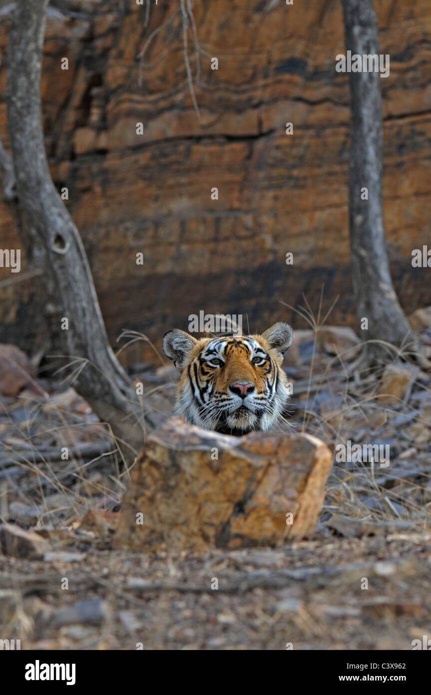 Collared bengal tiger tigress hi-res stock photography and images - Alamy