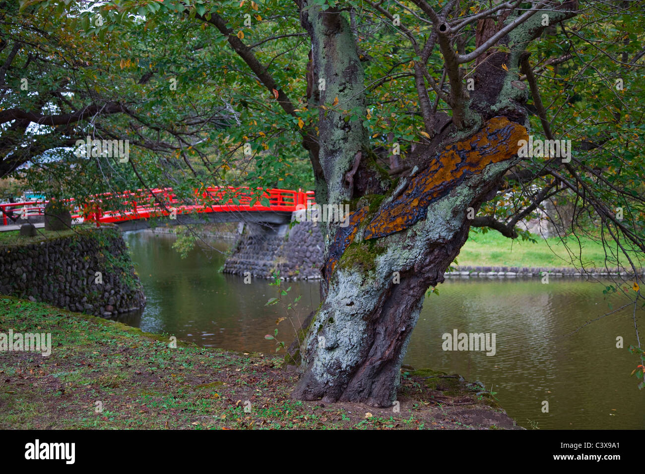Old Cherry Tree and Red Footbridge Stock Photo - Alamy