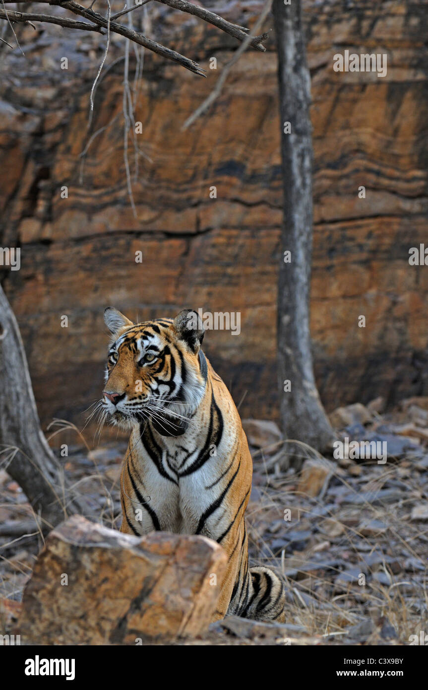 Radio collared tigress in front of a rock face Ranthambhore national ...