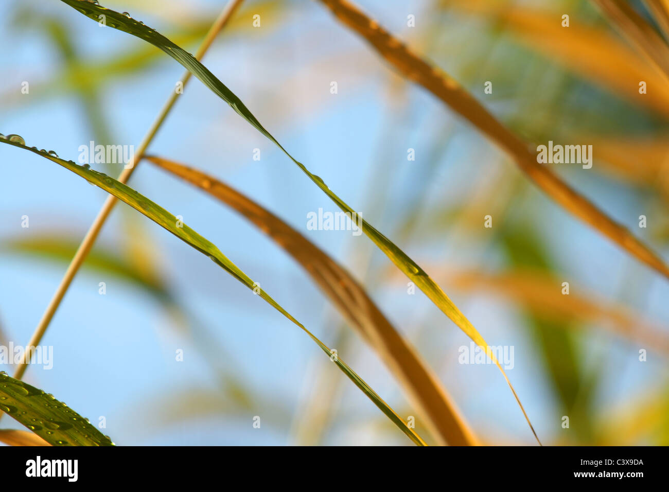 Ripple grass hi-res stock photography and images - Alamy