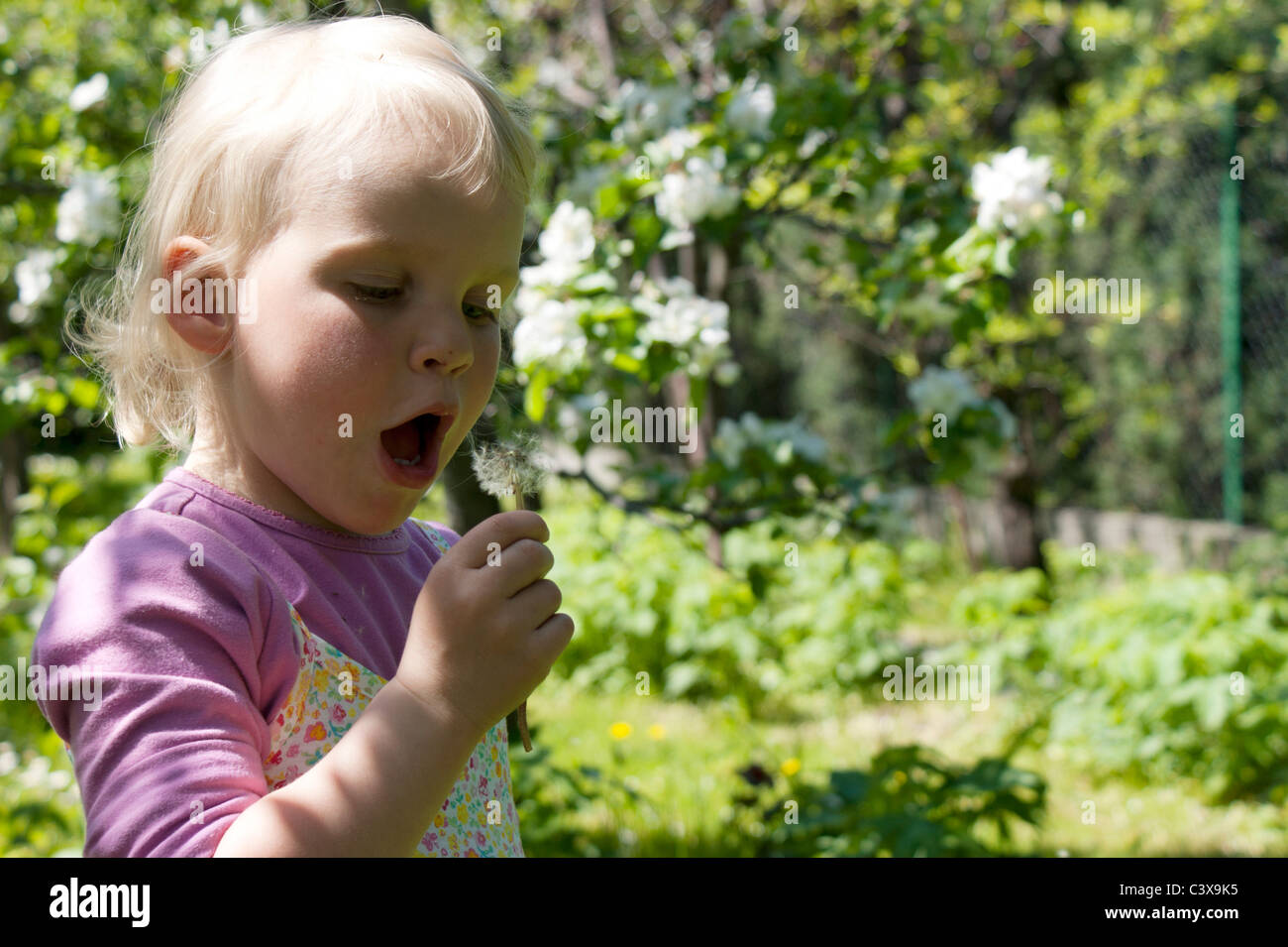 Beautiful little girl blowing dandelion Stock Photo - Alamy Beautiful little girl blowing dandelion Stock Photo - Alamy