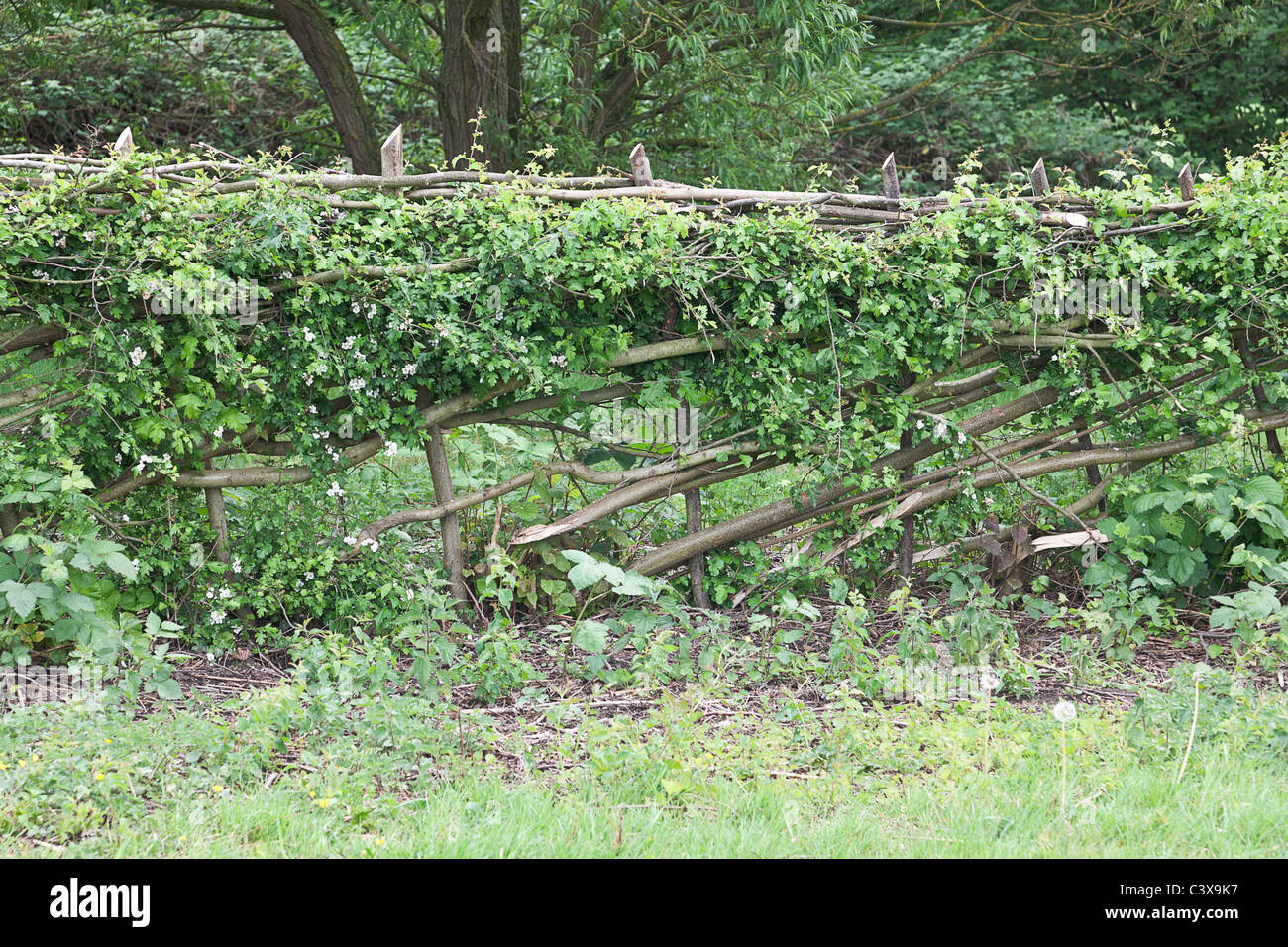 Hedge Hedgerow Laying - Making Maintaining Care & Management Stock ...