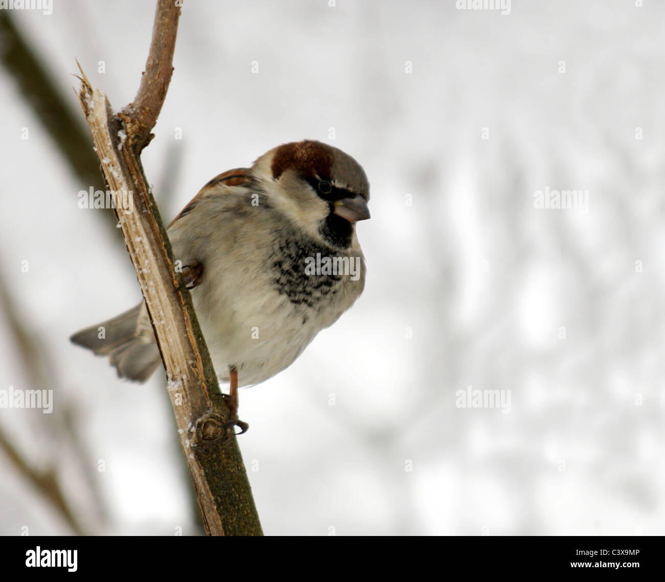 Tree sparrow close up hi-res stock photography and images - Alamy