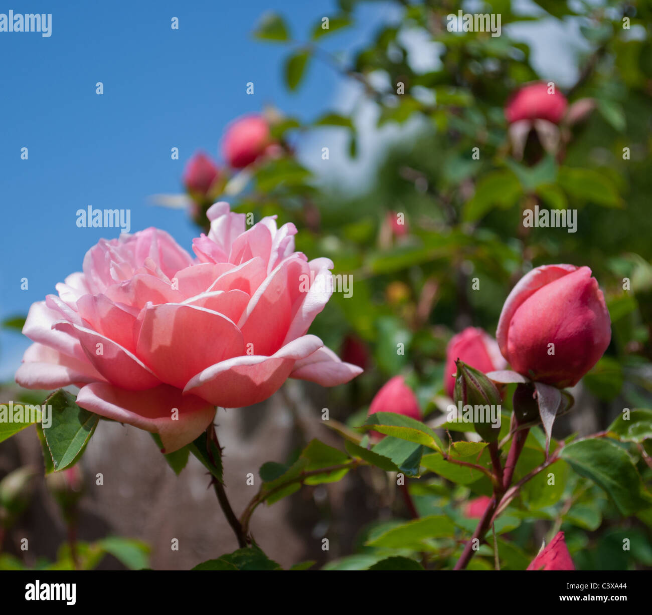 Pink rose and rosebud Stock Photo - Alamy