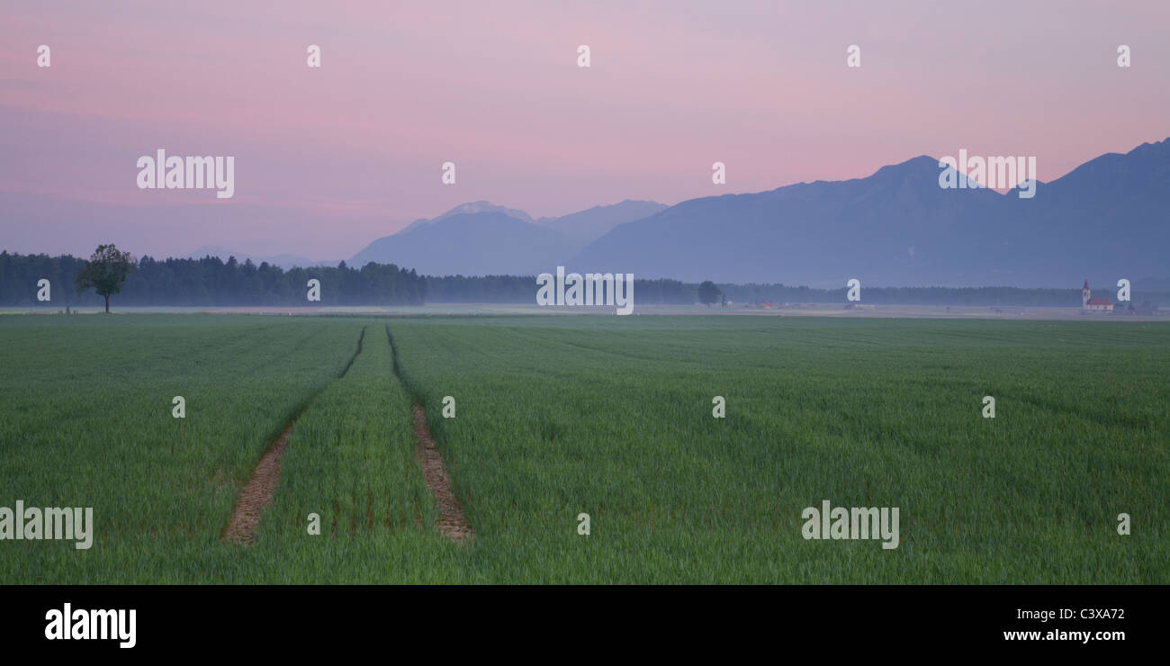 View of the Kamnik Alps over field at dawn, Slovenia. Seen from Brnik ...