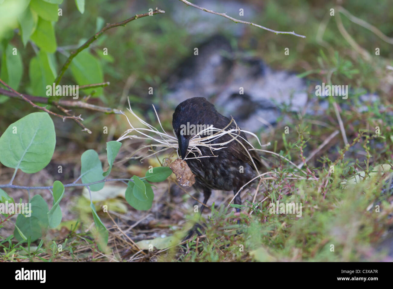 Darwin's finch carrying sticks for nest, Galapagos Islands, Ecuador ...
