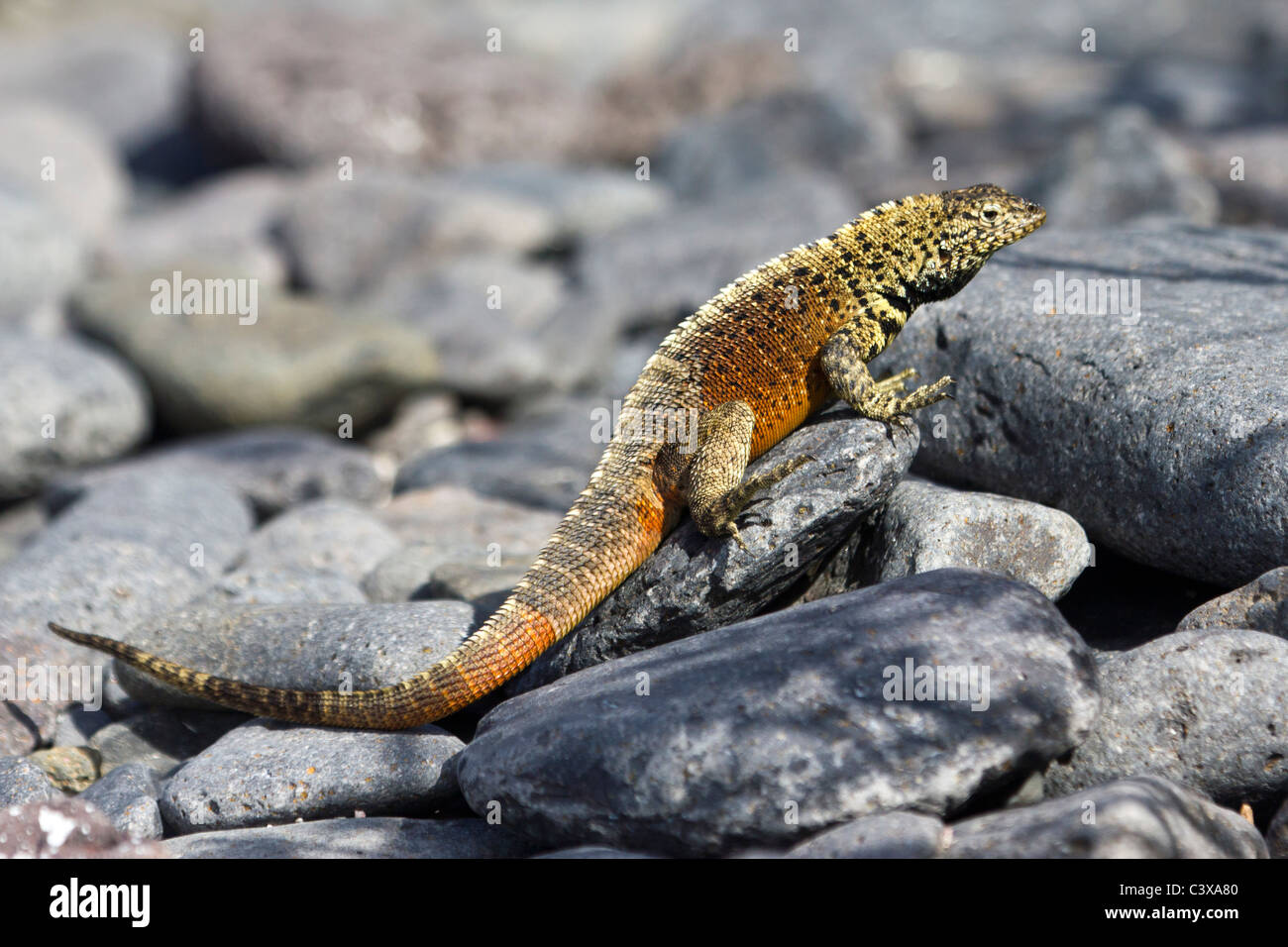 Lava lizard, Microlophus, Punta Suarez, Espanola Island, Galapagos ...