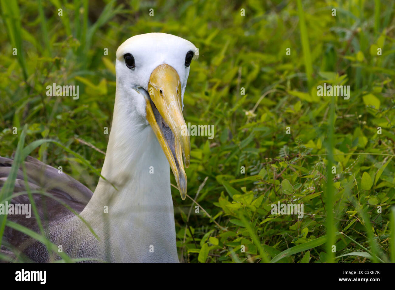 nesting Waved Albatross, Phoebastria irrorata, Punta Suarez, Espanola ...