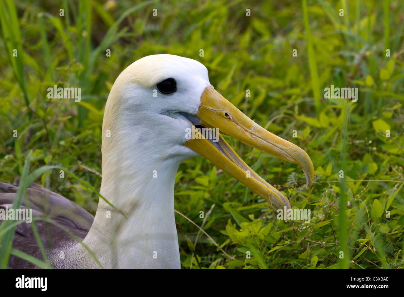 Galapagos albatrosses hi-res stock photography and images - Alamy