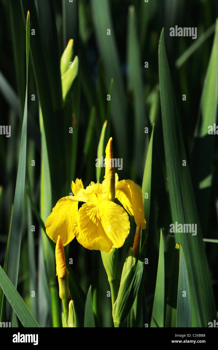 Water Iris Iris pseudacorus Stock Photo - Alamy