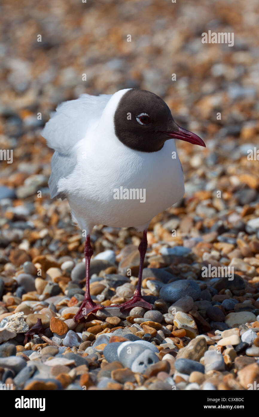 Black-headed Gull Larus ridibundus on a shingle beach Stock Photo - Alamy