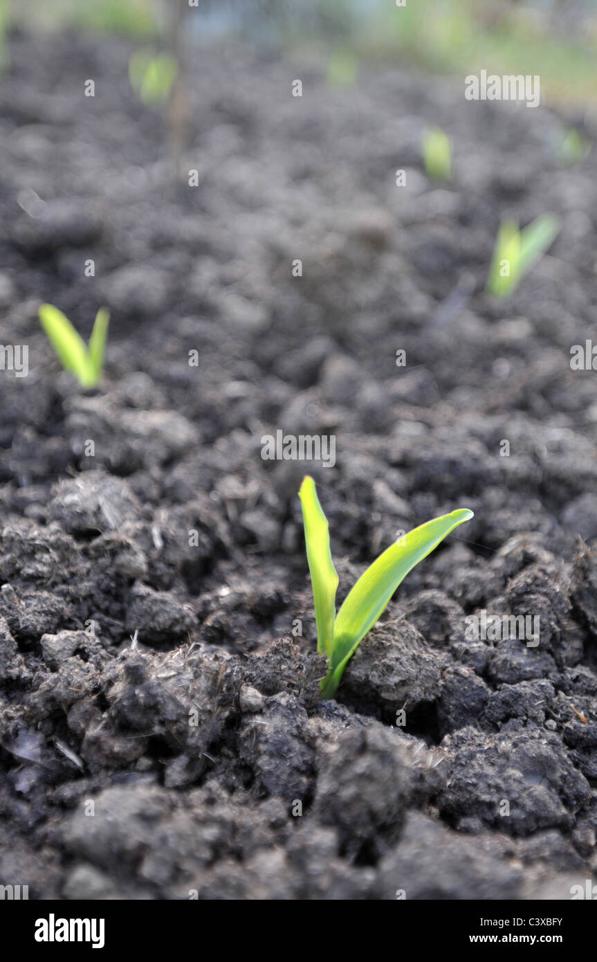 Grown sweetcorn hi-res stock photography and images - Alamy