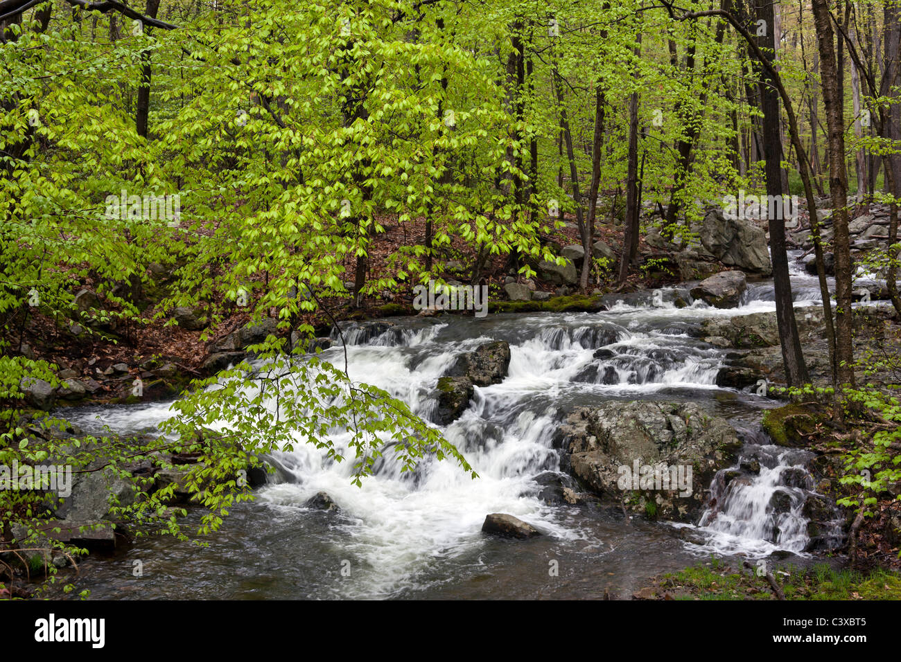 Spring in the forest of upstate New York with young green leaves and ...