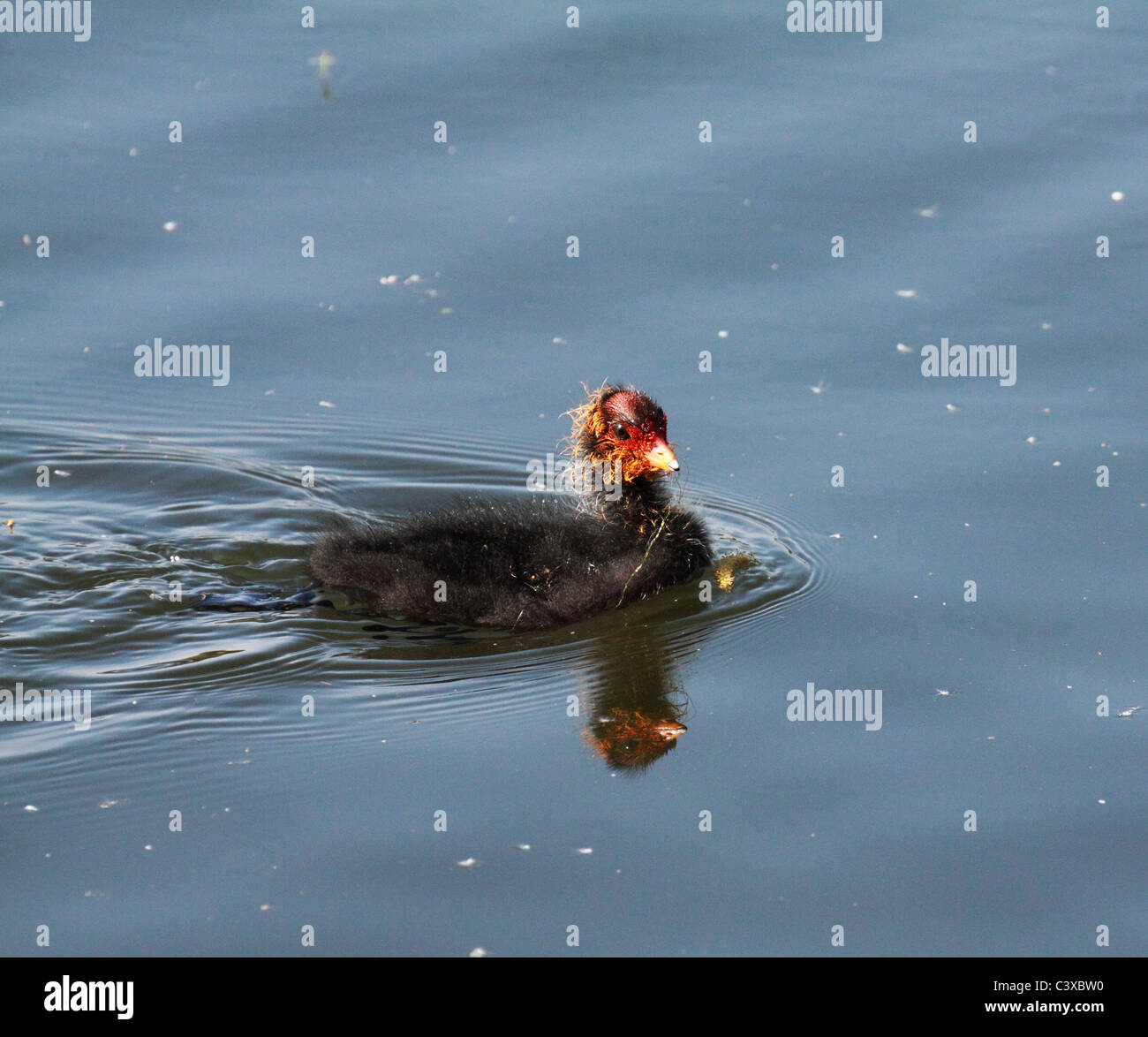 Coot head hi-res stock photography and images - Alamy
