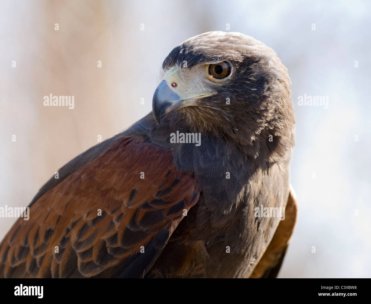 Gorgeous hawk feathers hi-res stock photography and images - Alamy