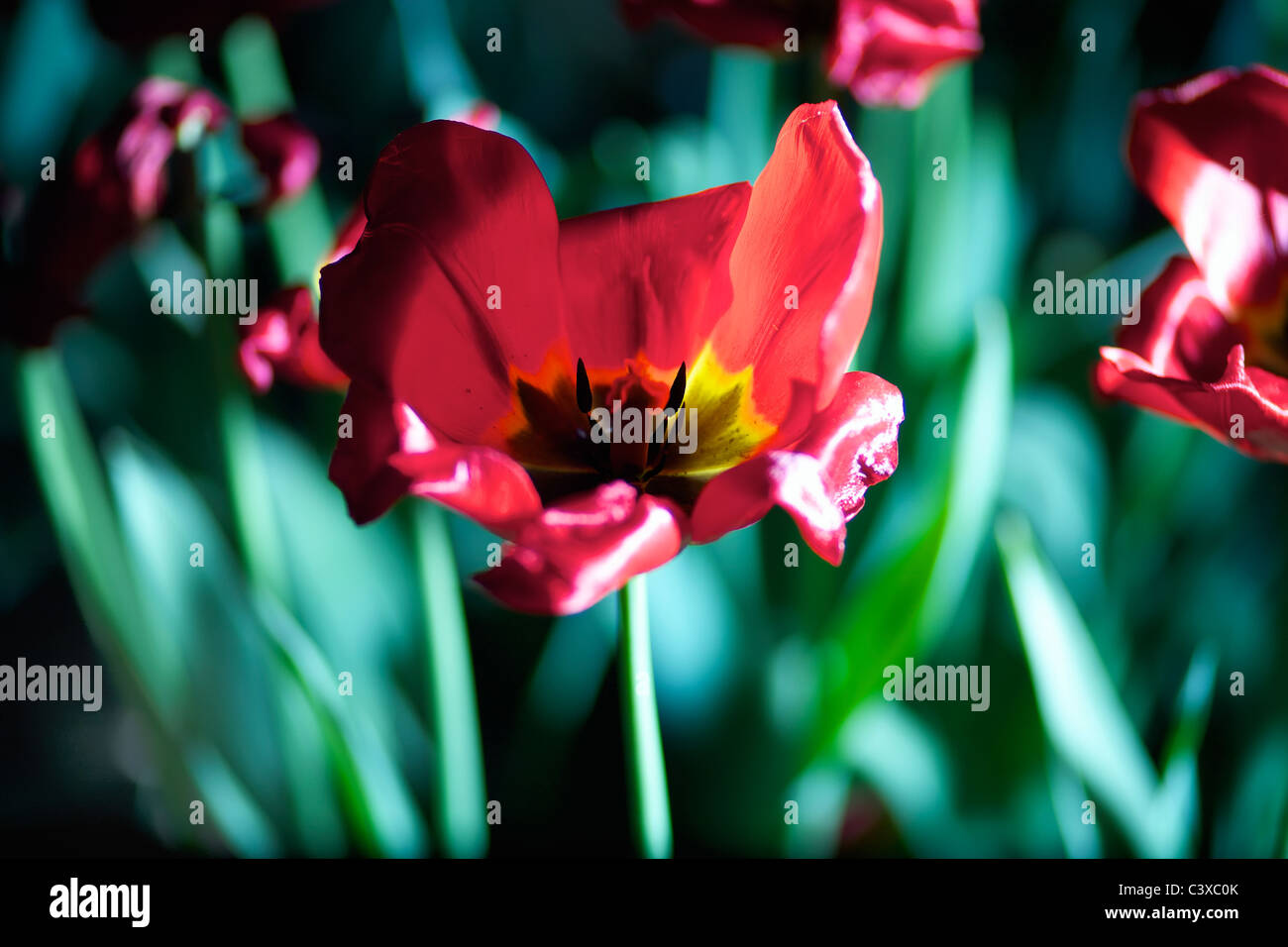 Vivid colour hi-res stock photography and images - Alamy