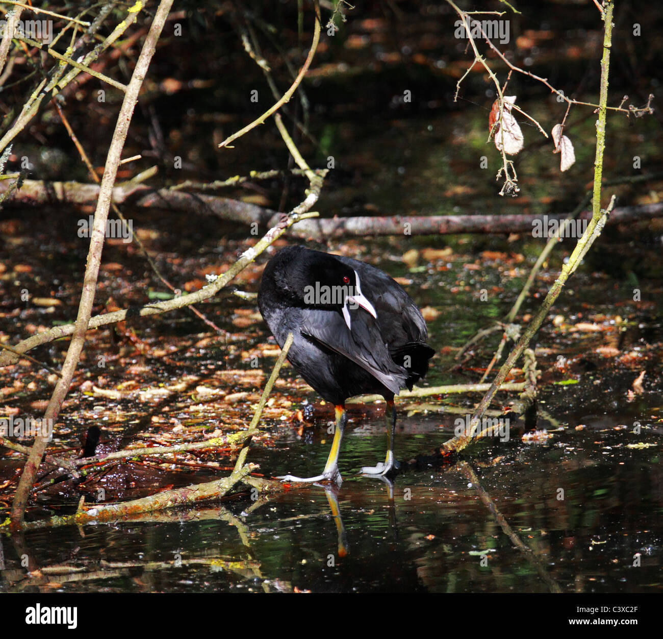 Waterfowl preening hi-res stock photography and images - Alamy