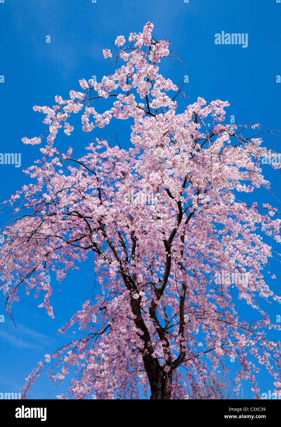 Cherry tree hi-res stock photography and images - Alamy