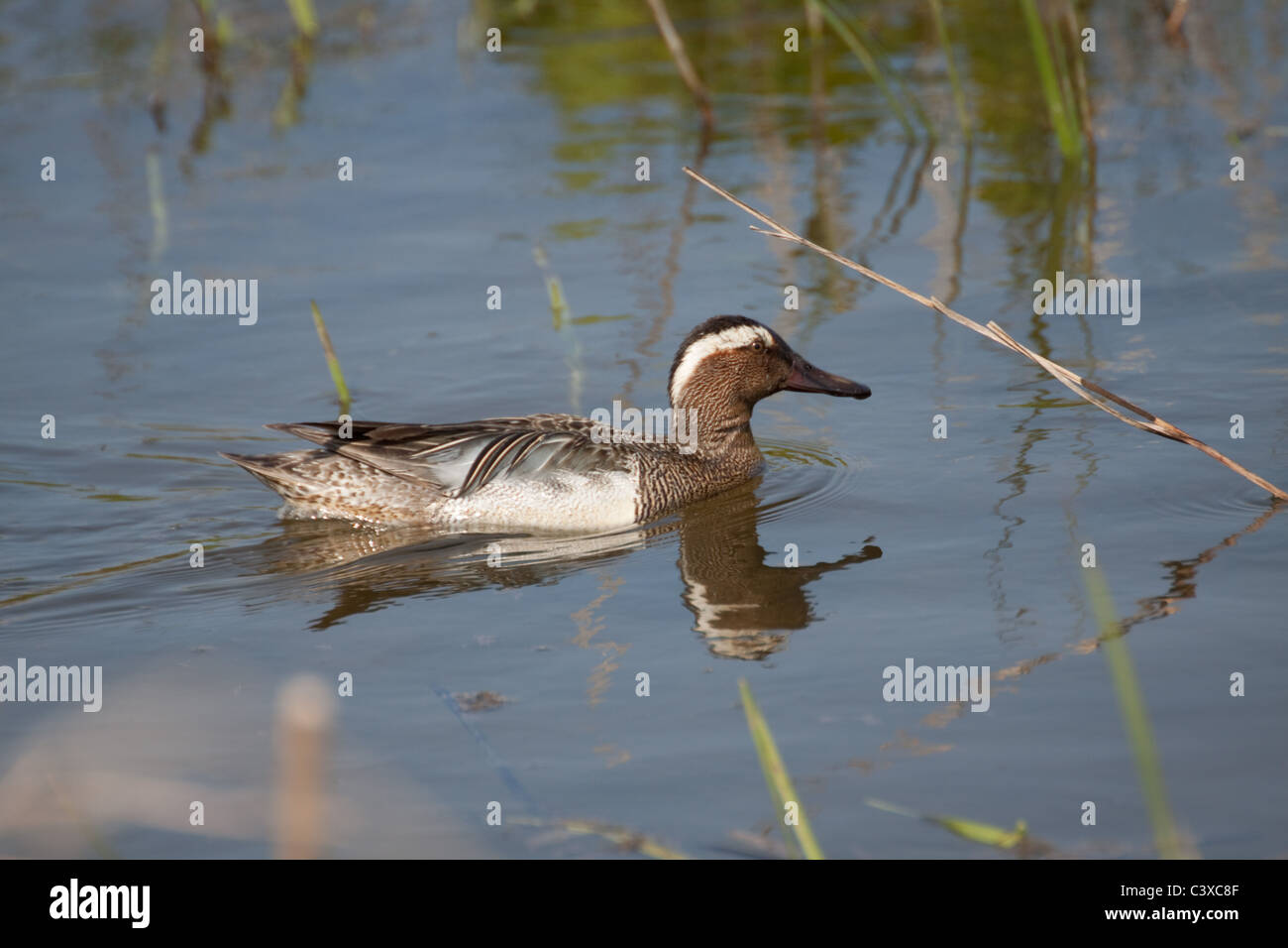 Garganey drake Anas querquedula Stock Photo - Alamy