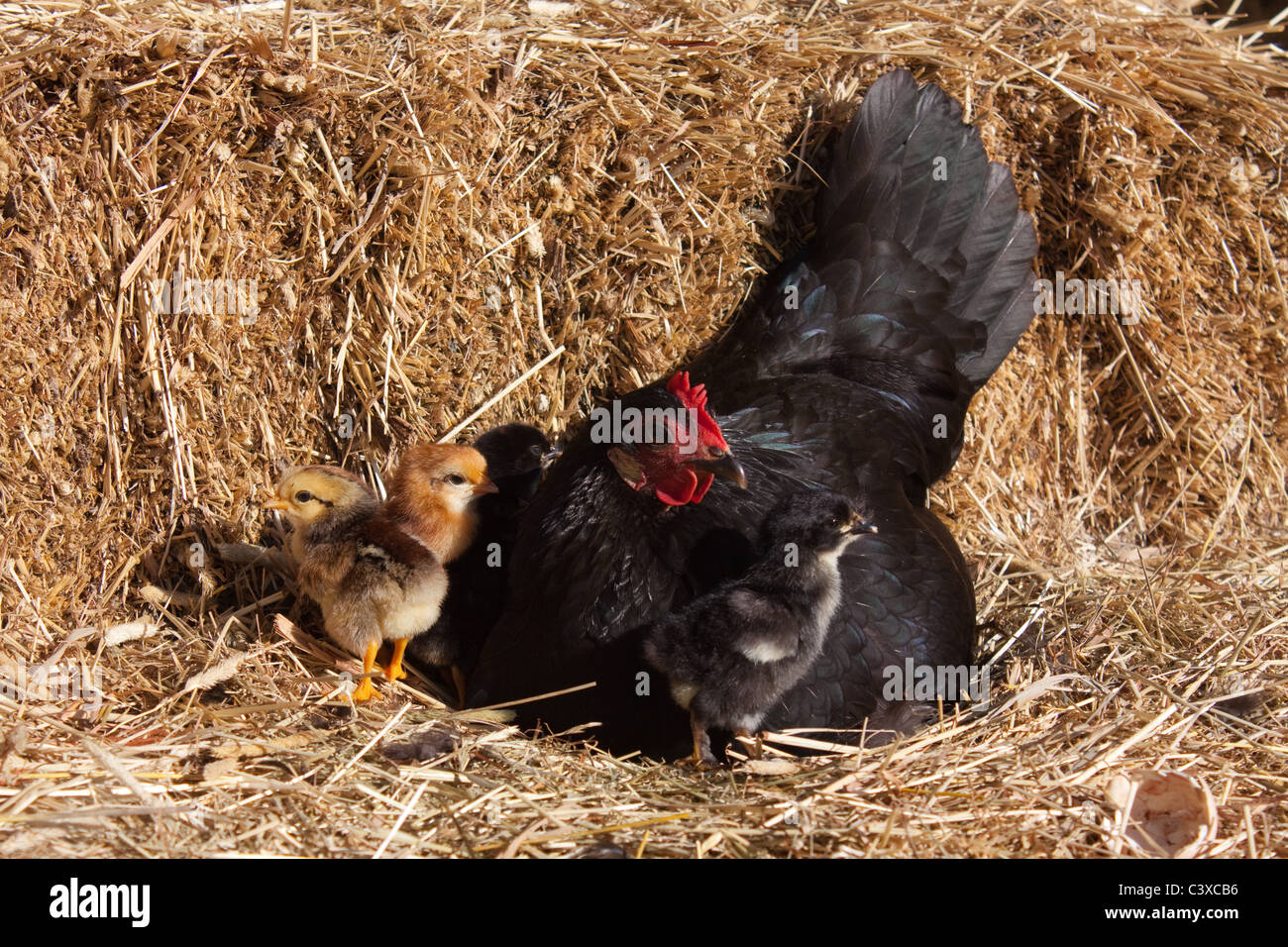 A Hen with newly hatched chicks on a hay bale Stock Photo - Alamy