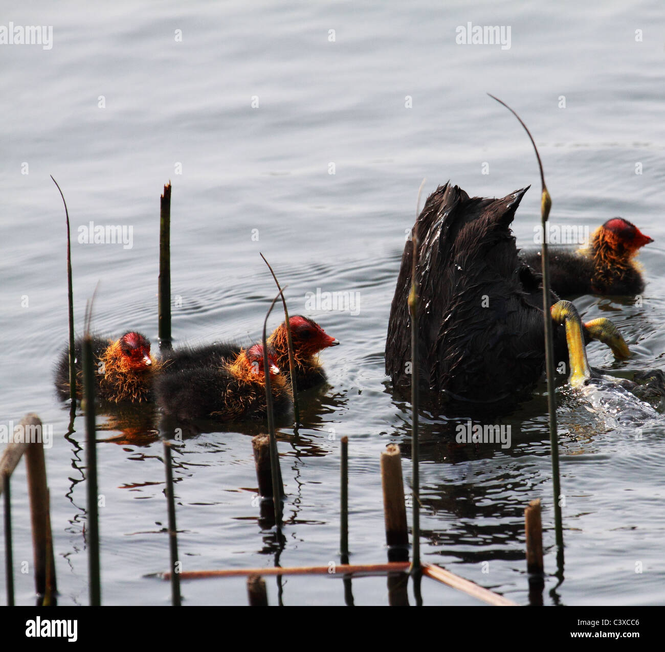 Coot feeding time Stock Photo - Alamy