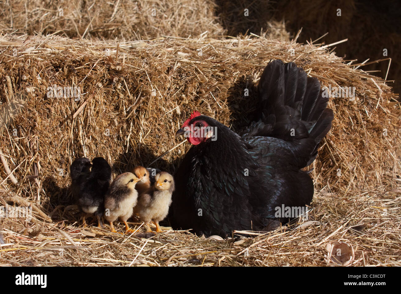 A Hen with newly hatched chicks on a hay bale Stock Photo - Alamy