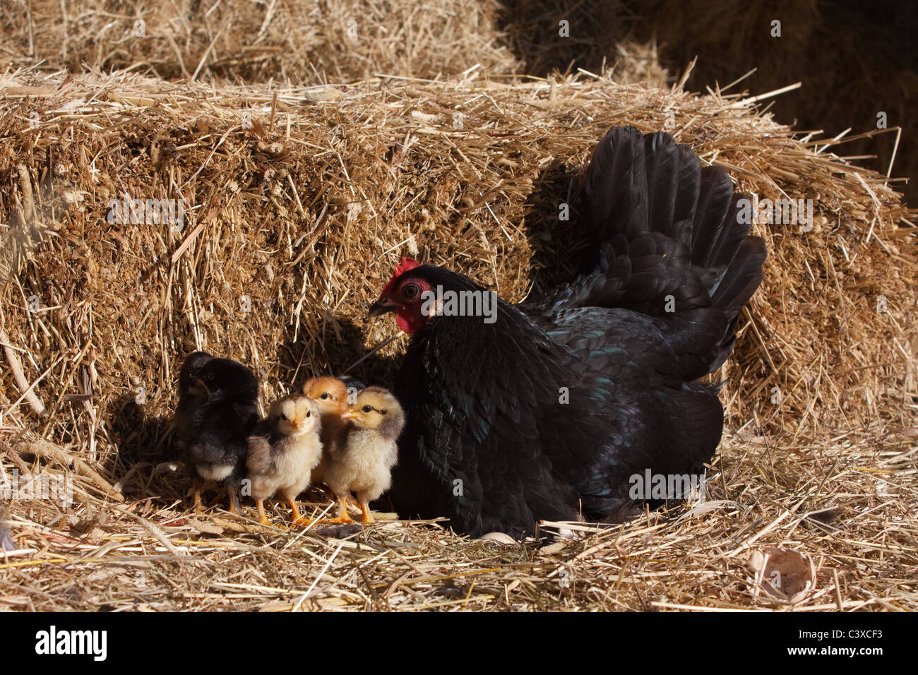 A Hen with newly hatched chicks on a hay bale Stock Photo - Alamy