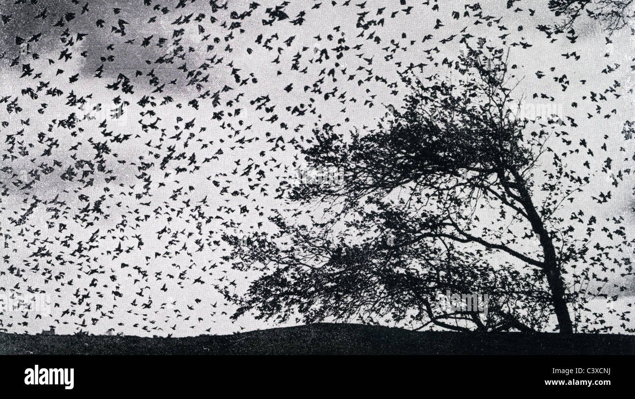 Birds of britain hi-res stock photography and images - Alamy