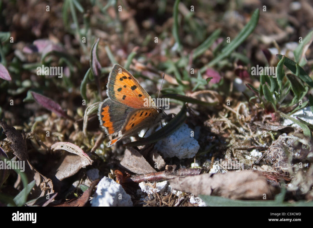 Small Copper Butterfly Stock Photo - Alamy