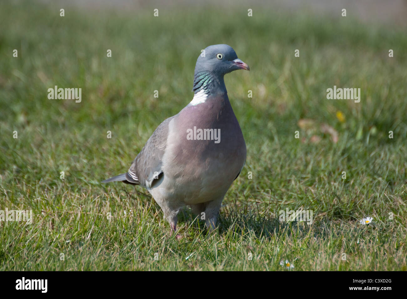 Woodpigeon Columba palumbus Stock Photo - Alamy